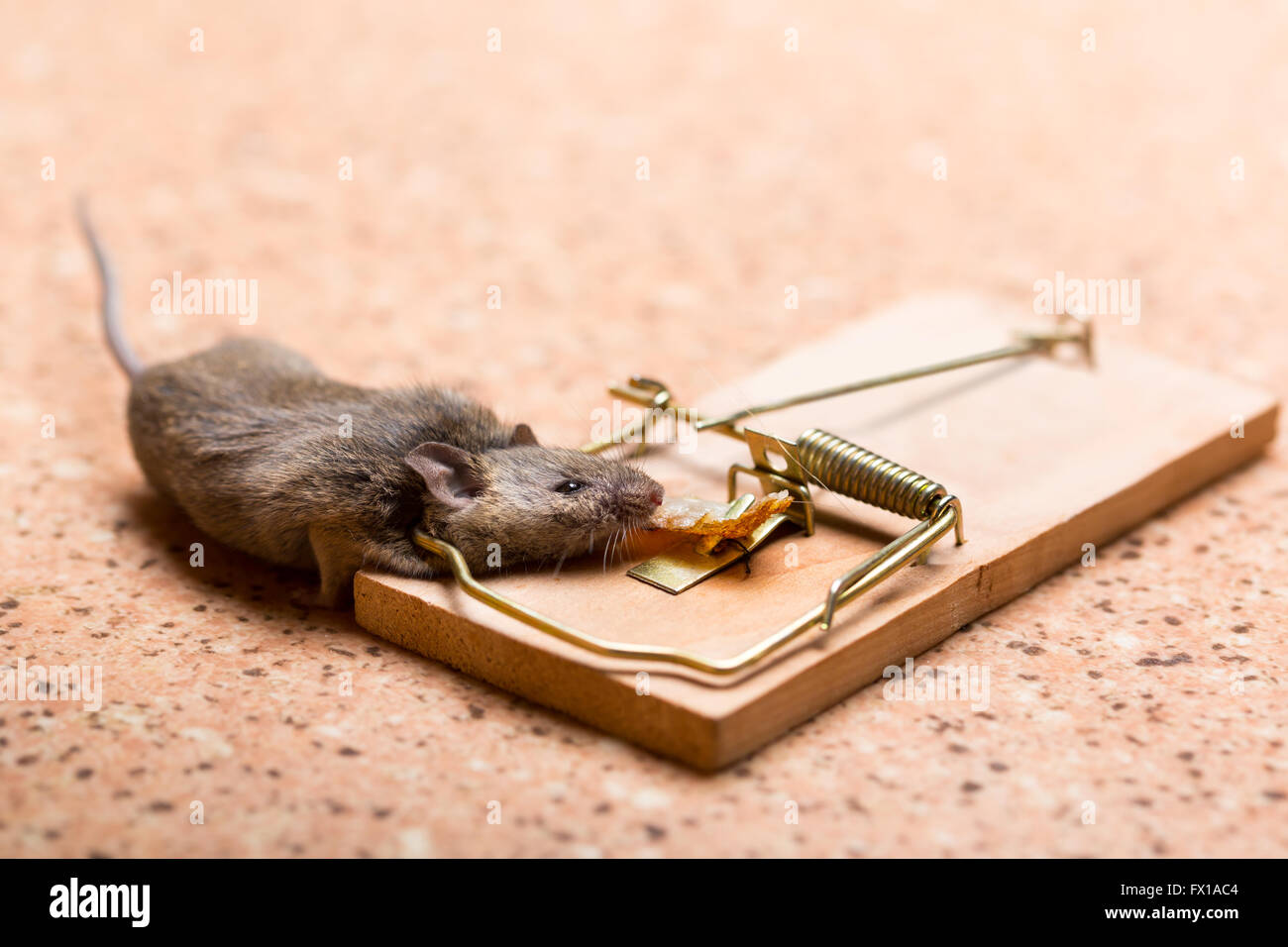 Mouse in the mouse trap Stock Photo - Alamy