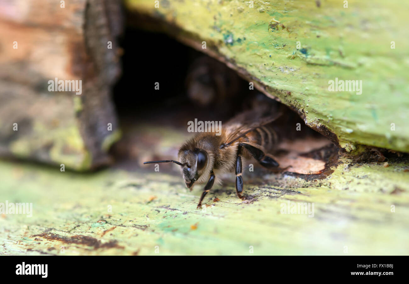 bees in beehive close up Stock Photo - Alamy