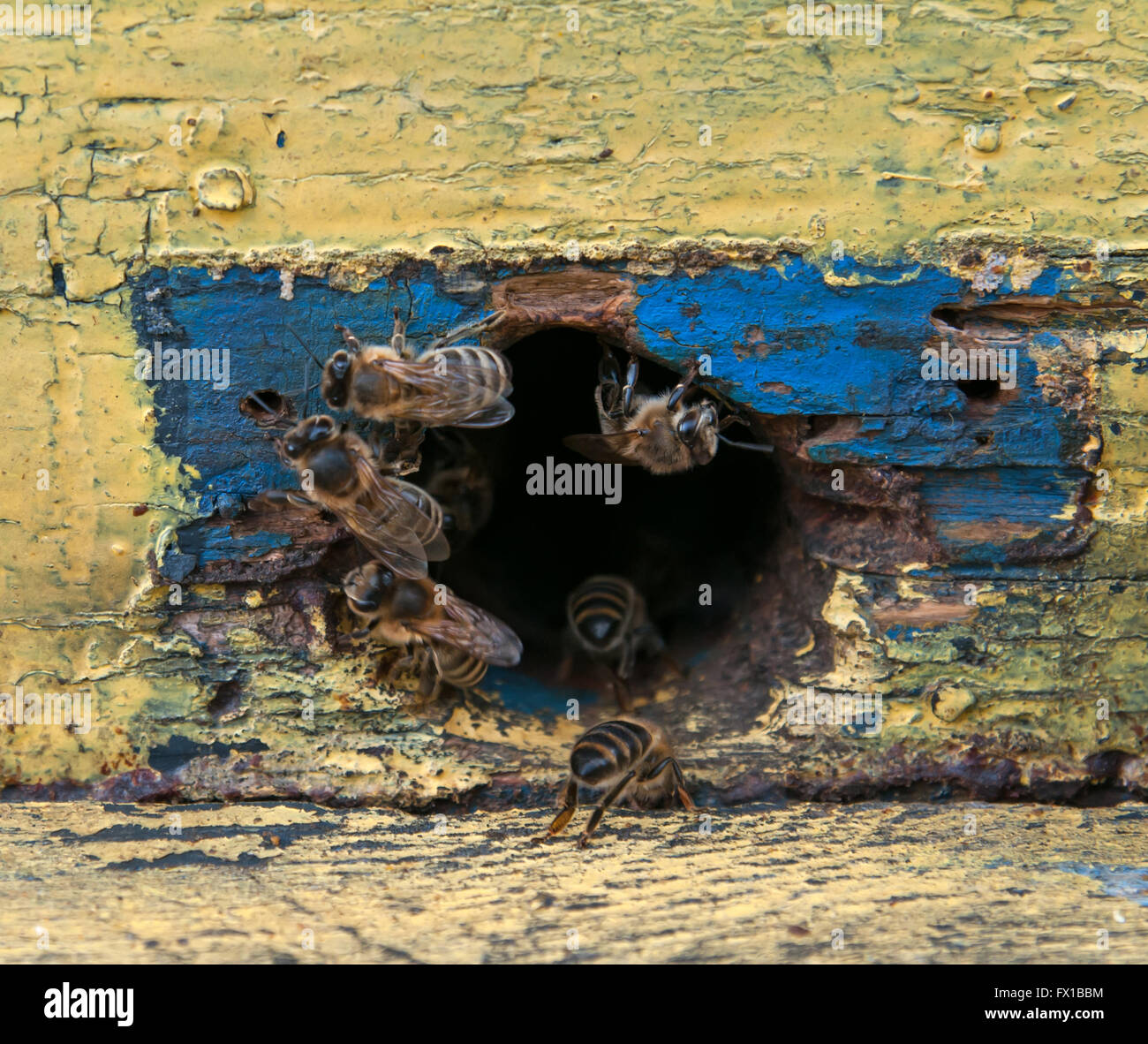 bees in beehive close up Stock Photo - Alamy