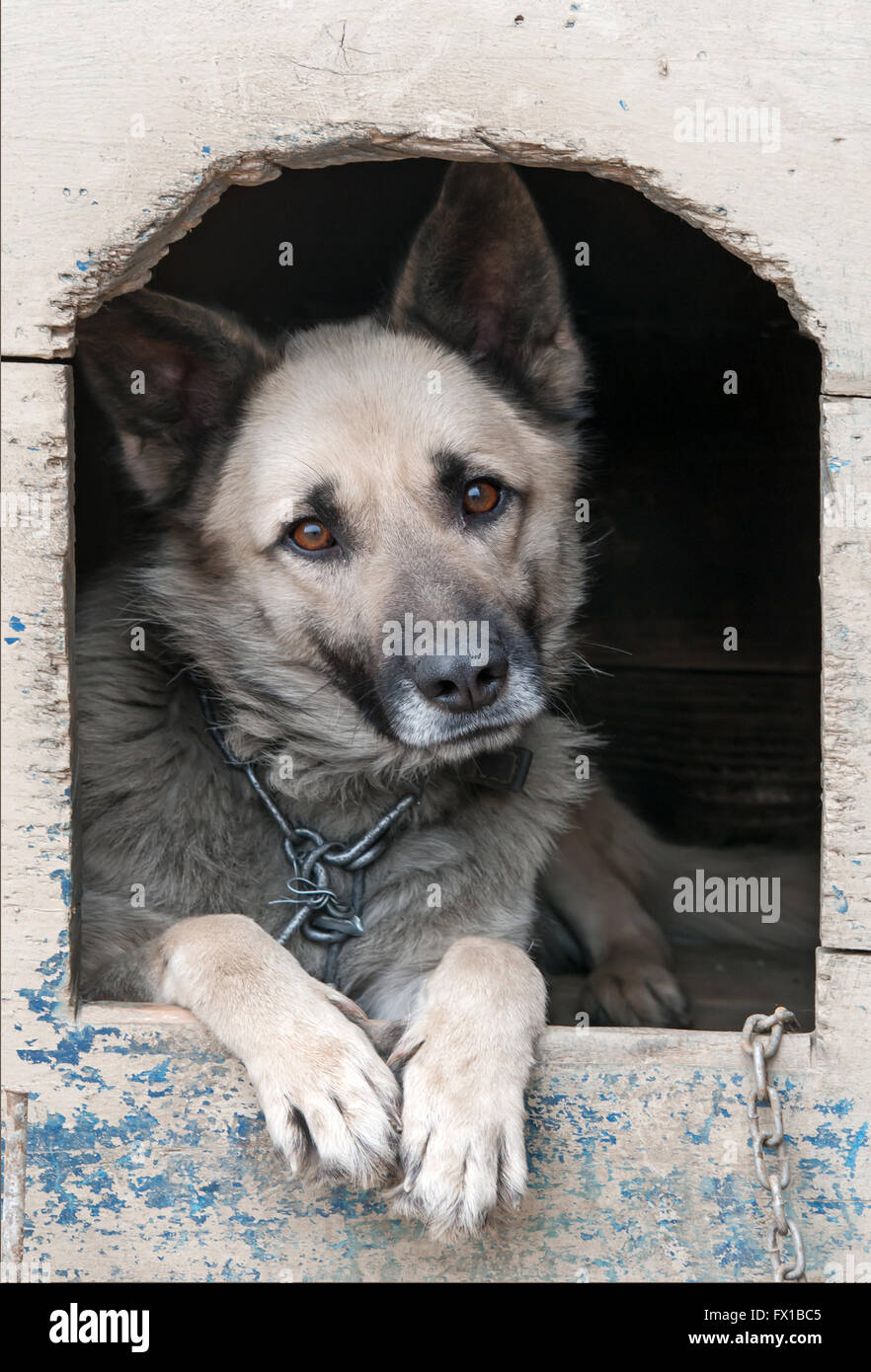 sheep dog is in a house Stock Photo - Alamy