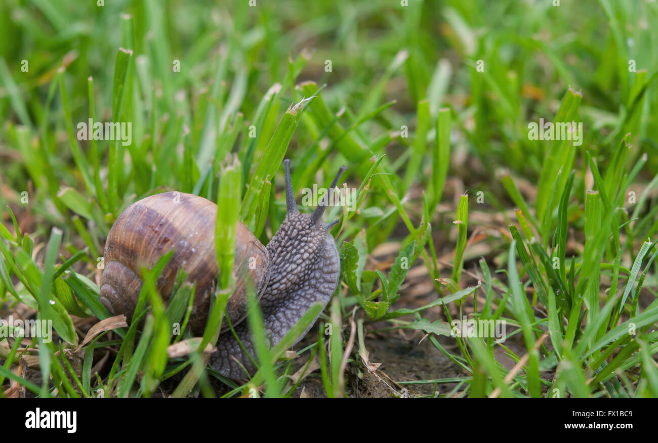 snail in the garden on the grass Stock Photo - Alamy