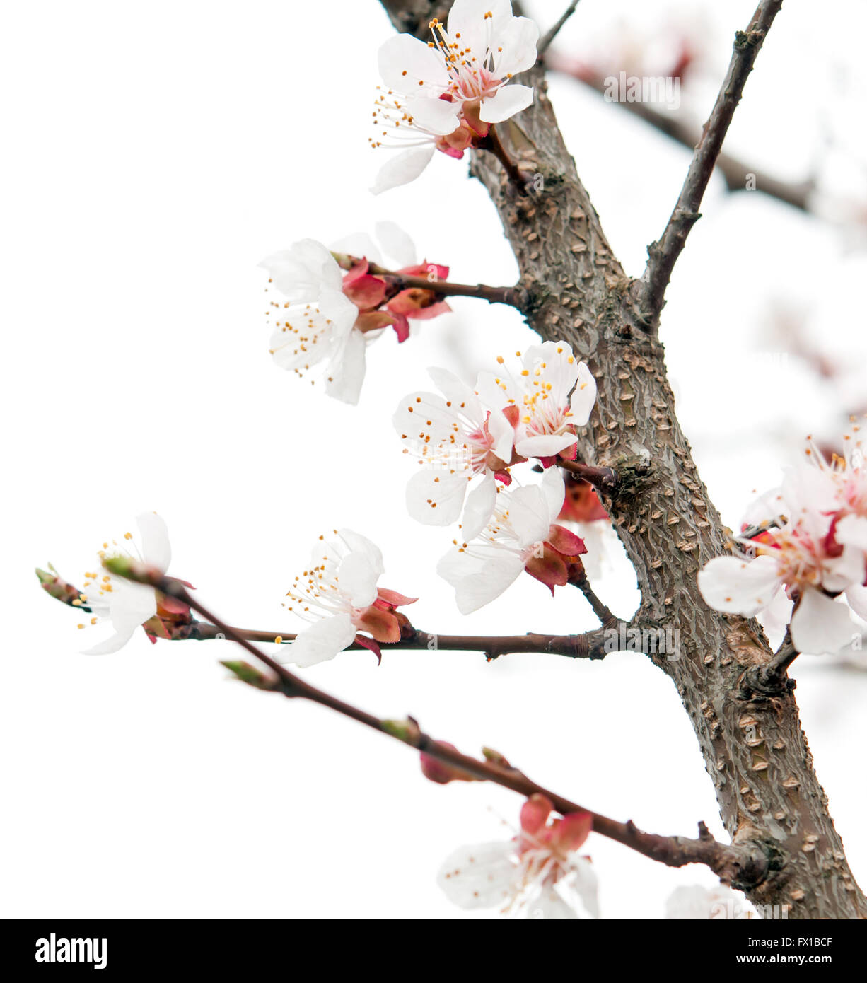 spring flowering branches, pink flowers, blossoms Stock Photo - Alamy