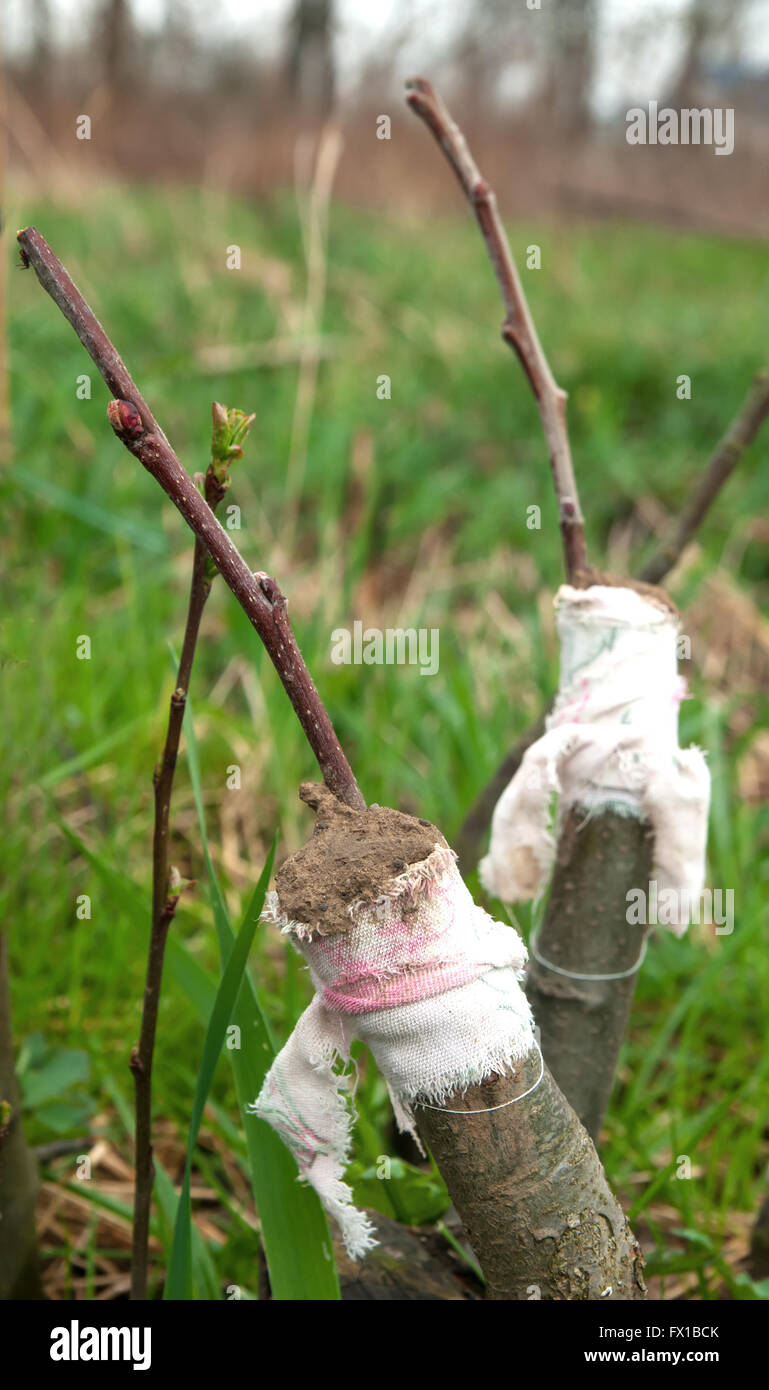Grafting apple tree hi-res stock photography and images - Alamy