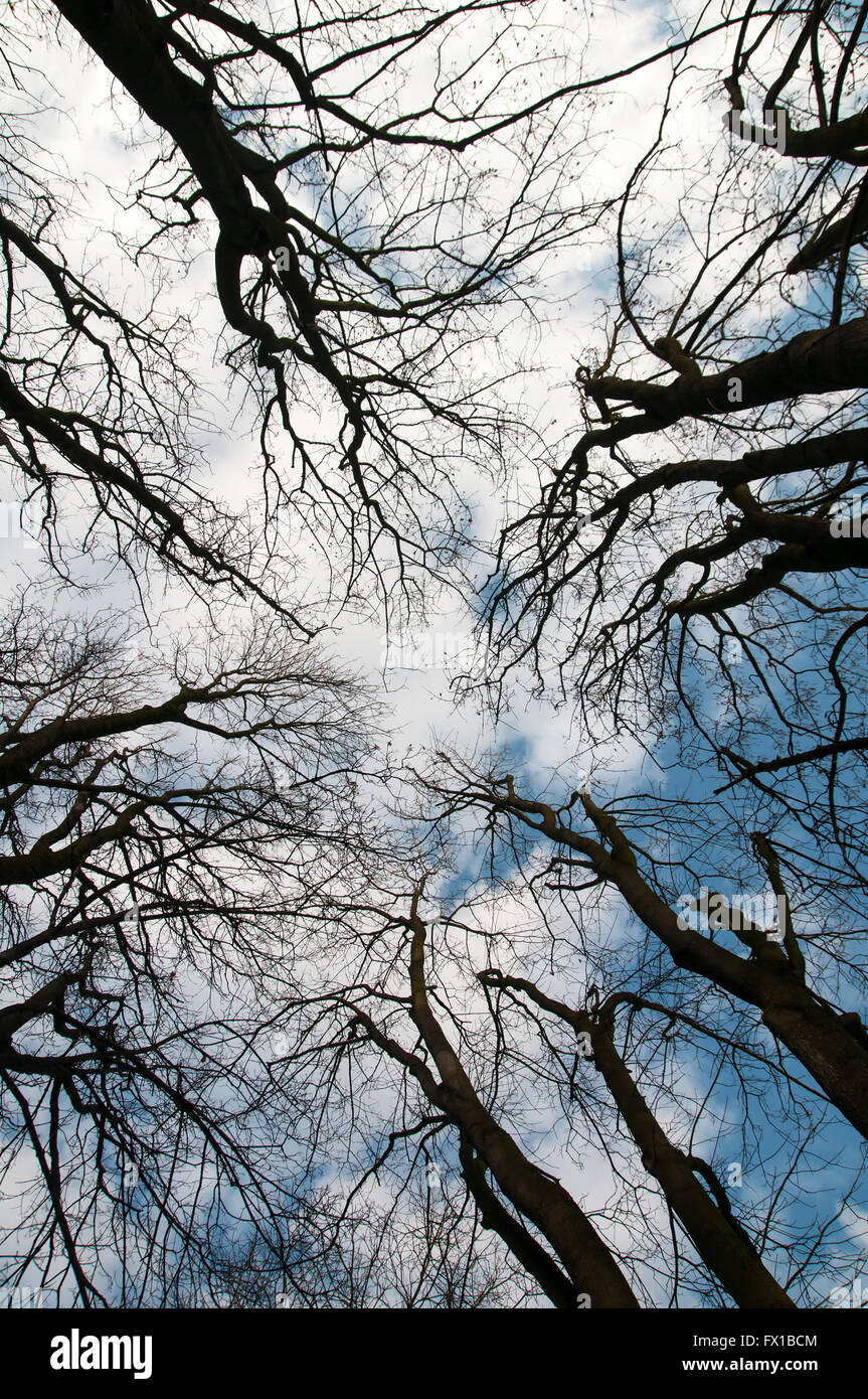 view through the treetop of a dark forest with big trees Stock Photo ...