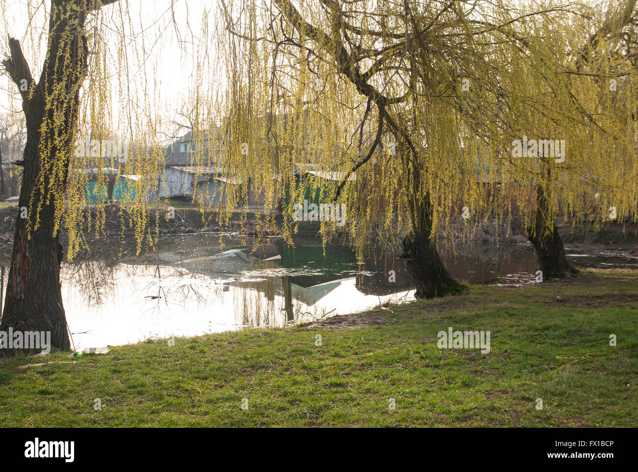 weeping willow trees reflected on a lake Stock Photo - Alamy