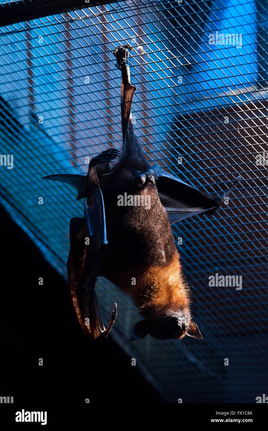 Hungary and cambodia hi-res stock photography and images - Alamy