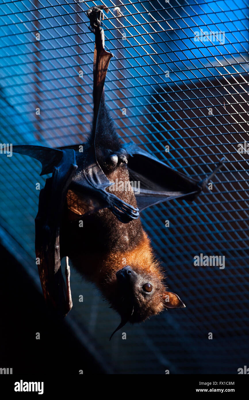 Vietnam and hungary hi-res stock photography and images - Alamy