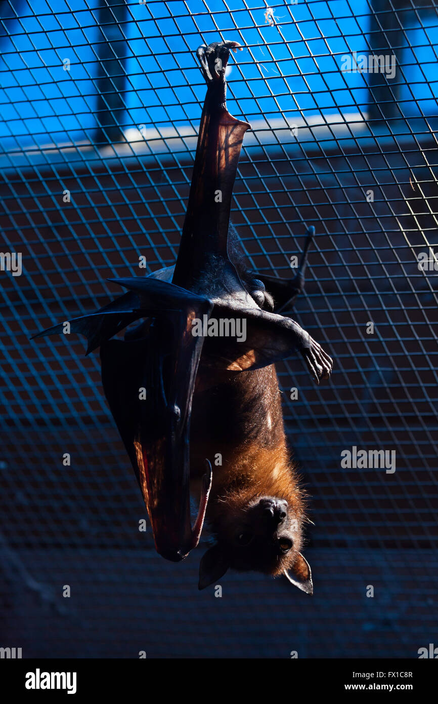 Hungary and cambodia hi-res stock photography and images - Alamy