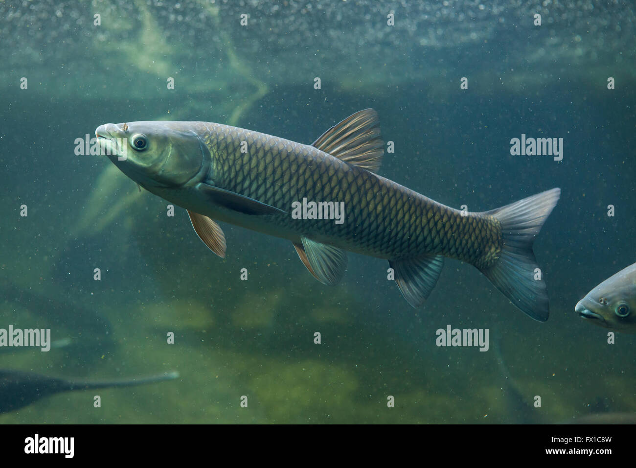 Baby Grass Carp