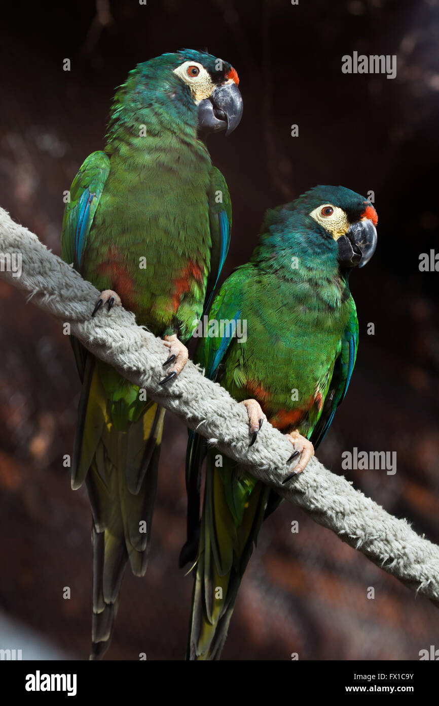 Blue-winged macaw (Primolius maracana), also known as the Illiger's ...