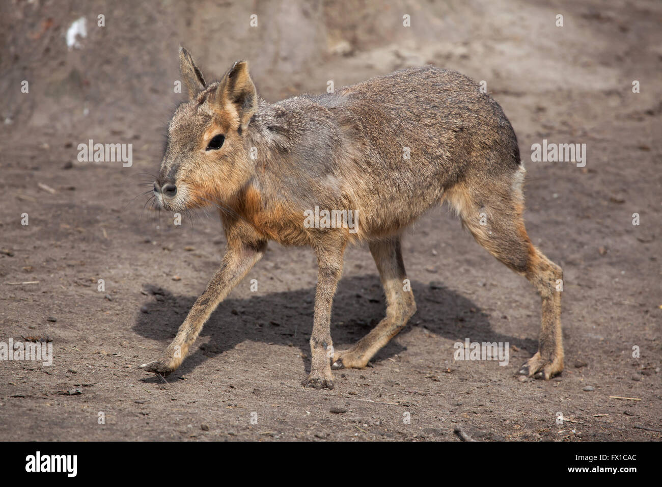 Patagonian mara (Dolichotis patagonum), also known as the Patagonian ...