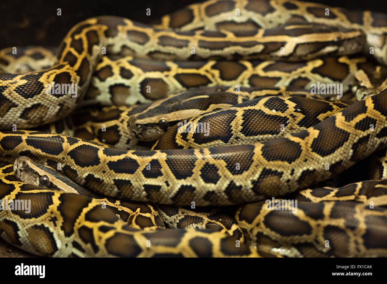 Snakes of bangladesh hi-res stock photography and images - Alamy