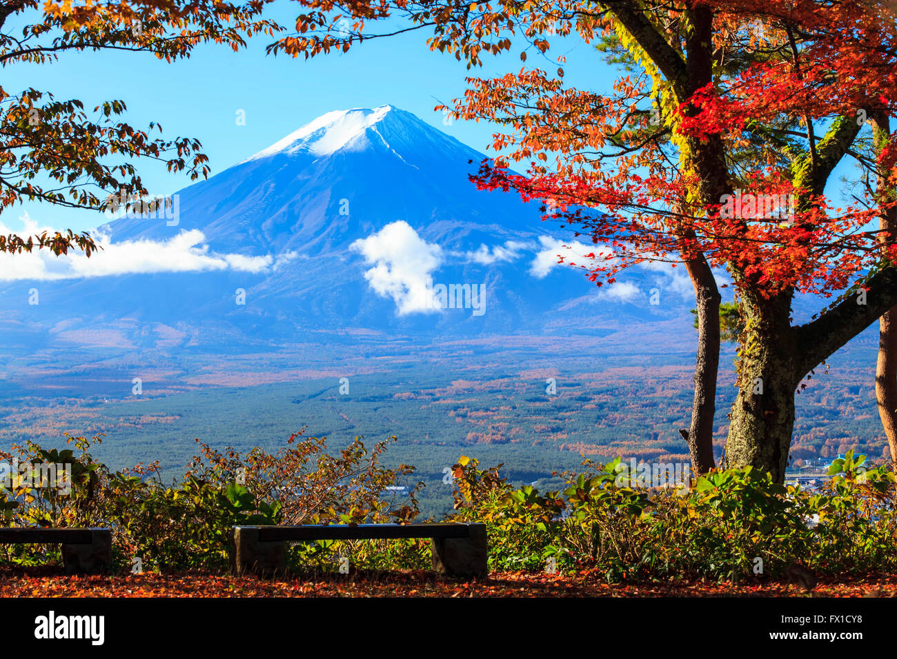 The fall season of Mt. Fuji in Japan with nice yellow color Stock Photo ...