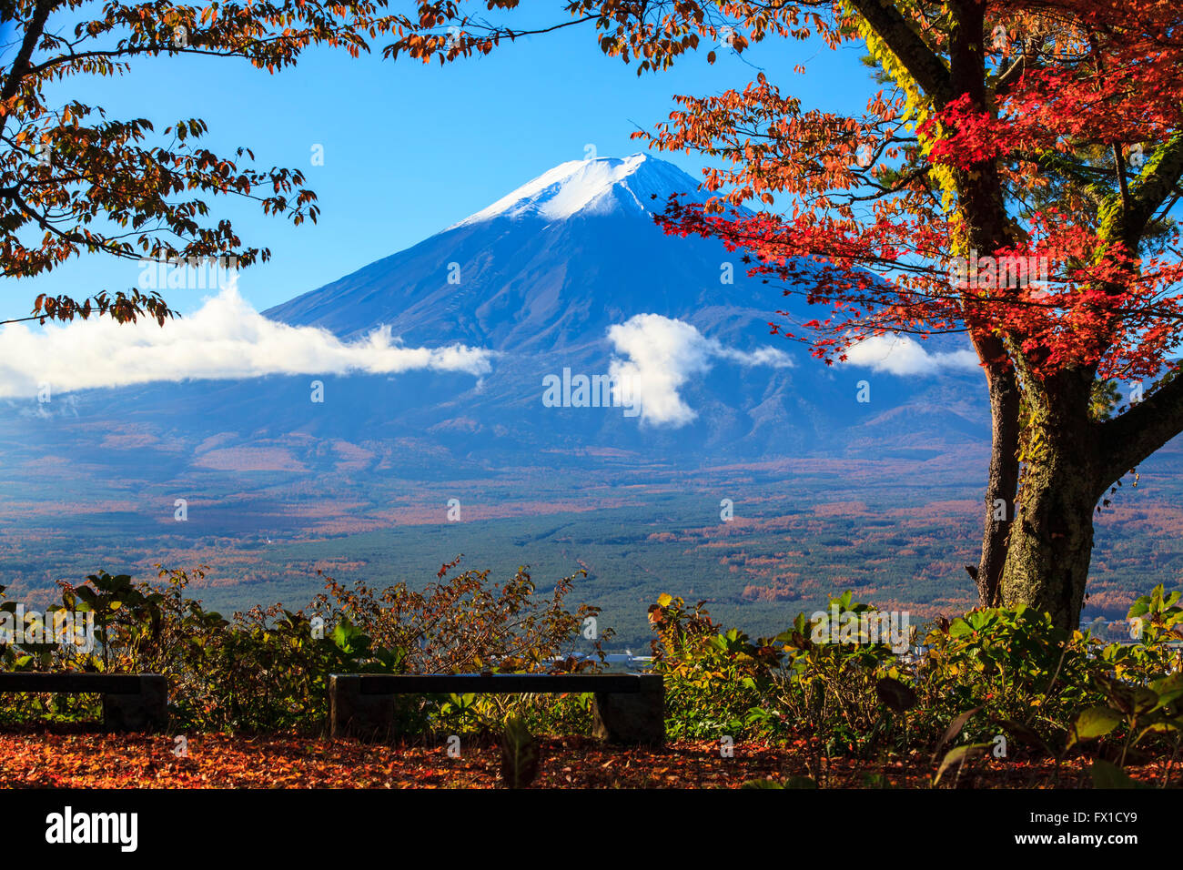 The fall season of Mt. Fuji in Japan with nice yellow color Stock Photo ...
