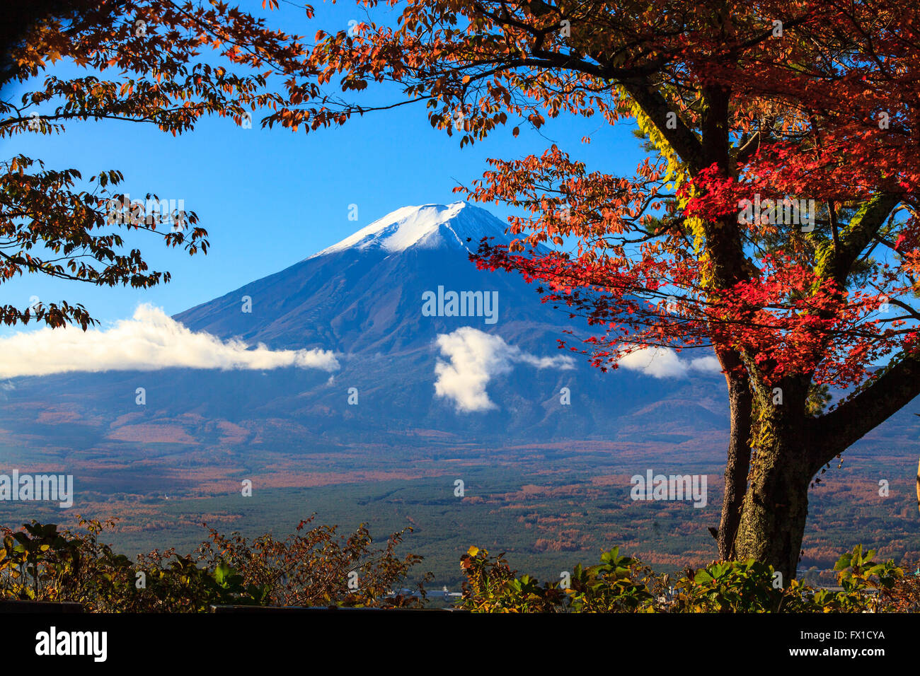 The fall season of Mt. Fuji in Japan with nice yellow color Stock Photo ...