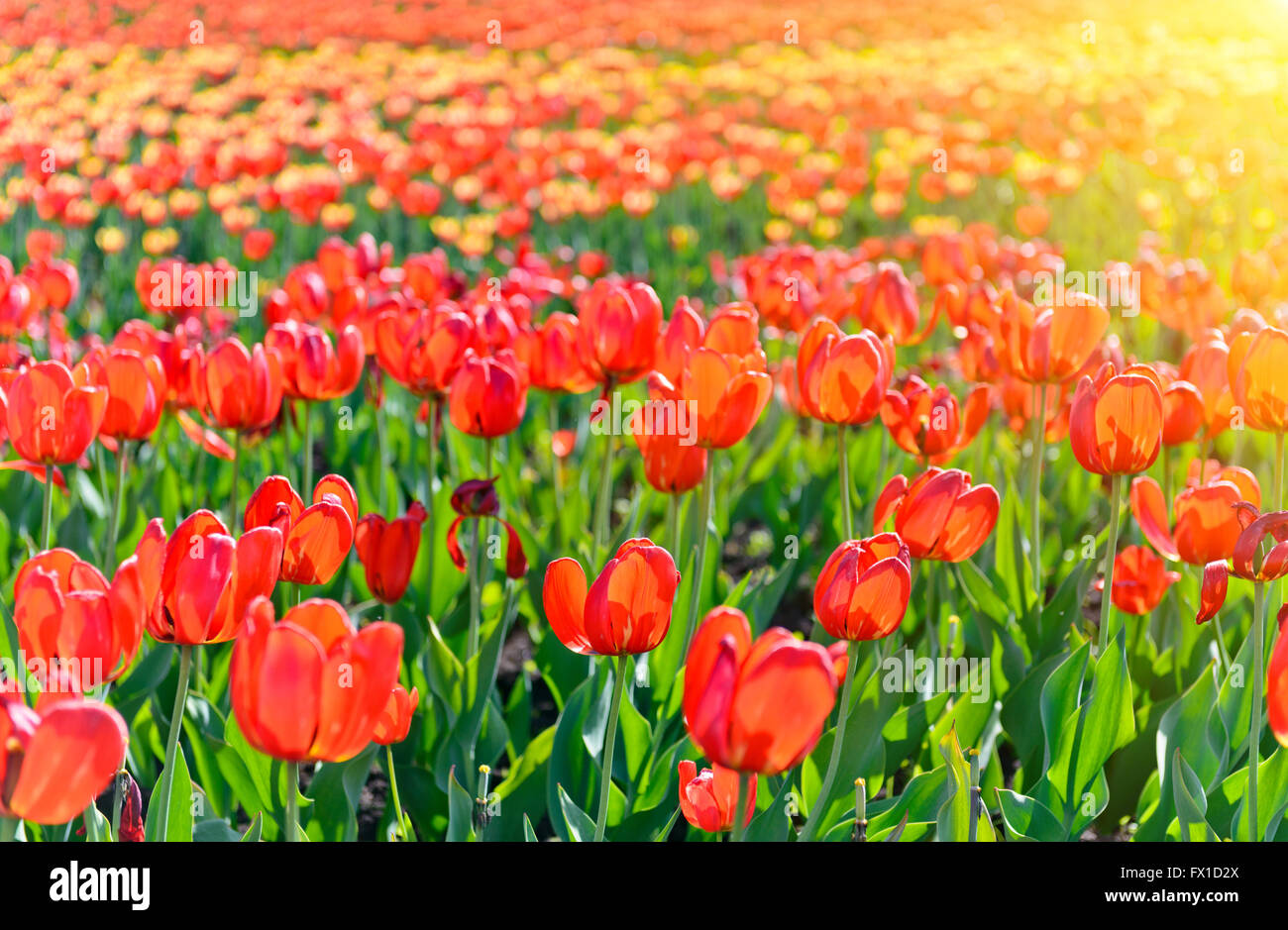 Tulip spring flowers field under sunbeams Stock Photo - Alamy