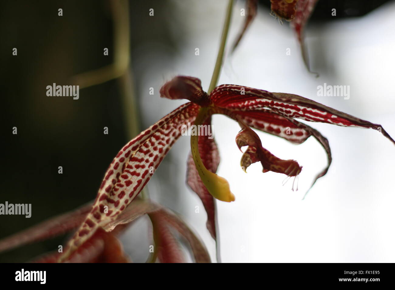 Pointy spotted orchid Stock Photo - Alamy