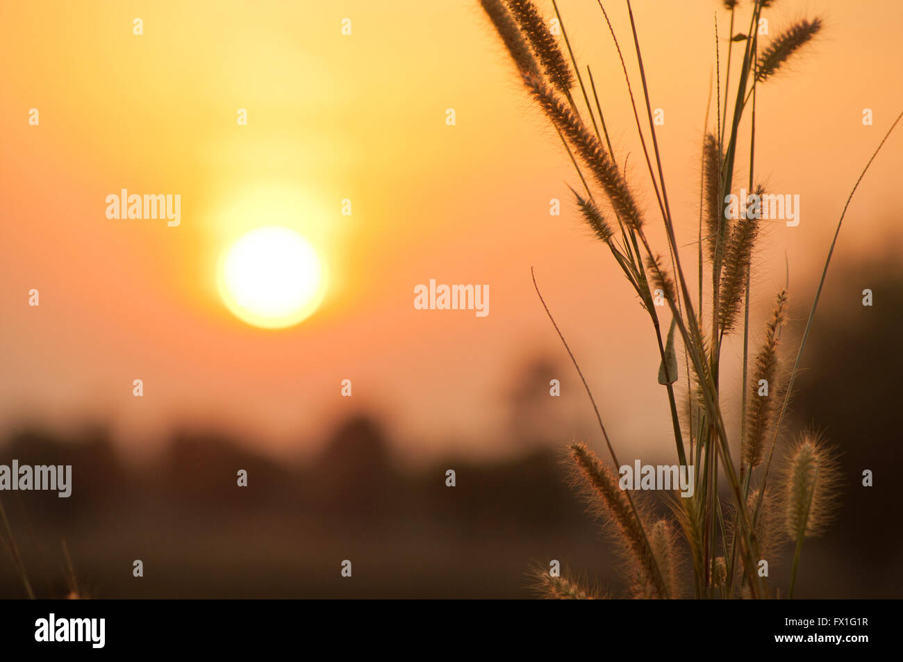 flower and sunset Stock Photo - Alamy
