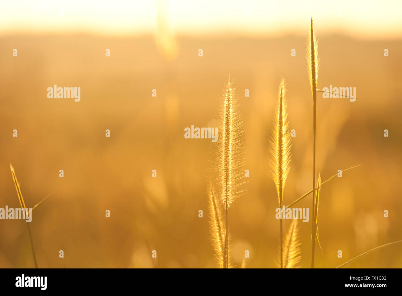 flower and sunset Stock Photo - Alamy
