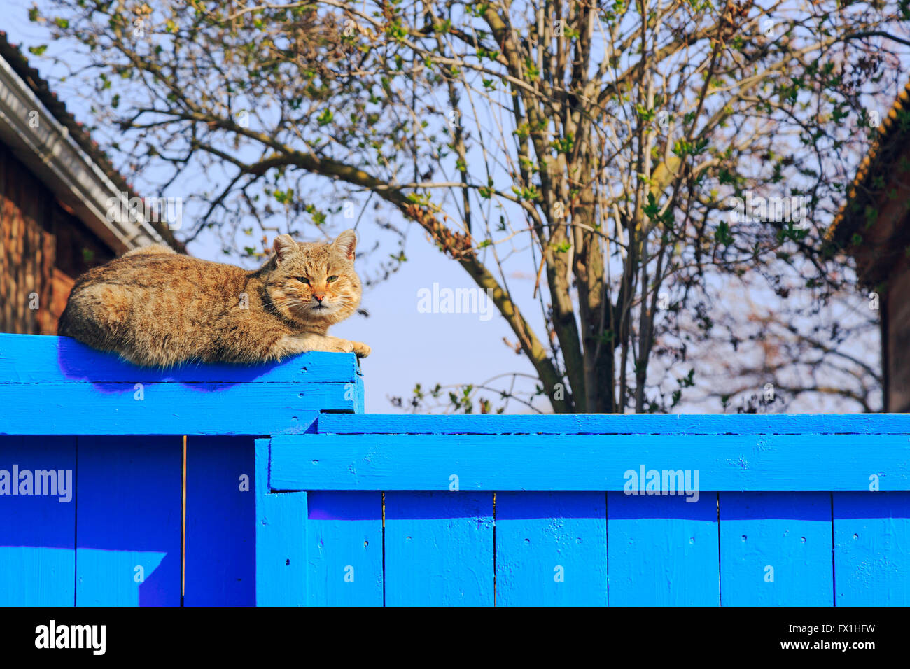 Red cat mixed breed hi-res stock photography and images - Alamy