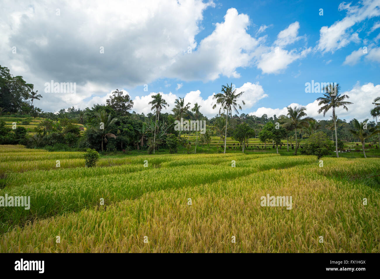 View of paddy fields Stock Photo - Alamy