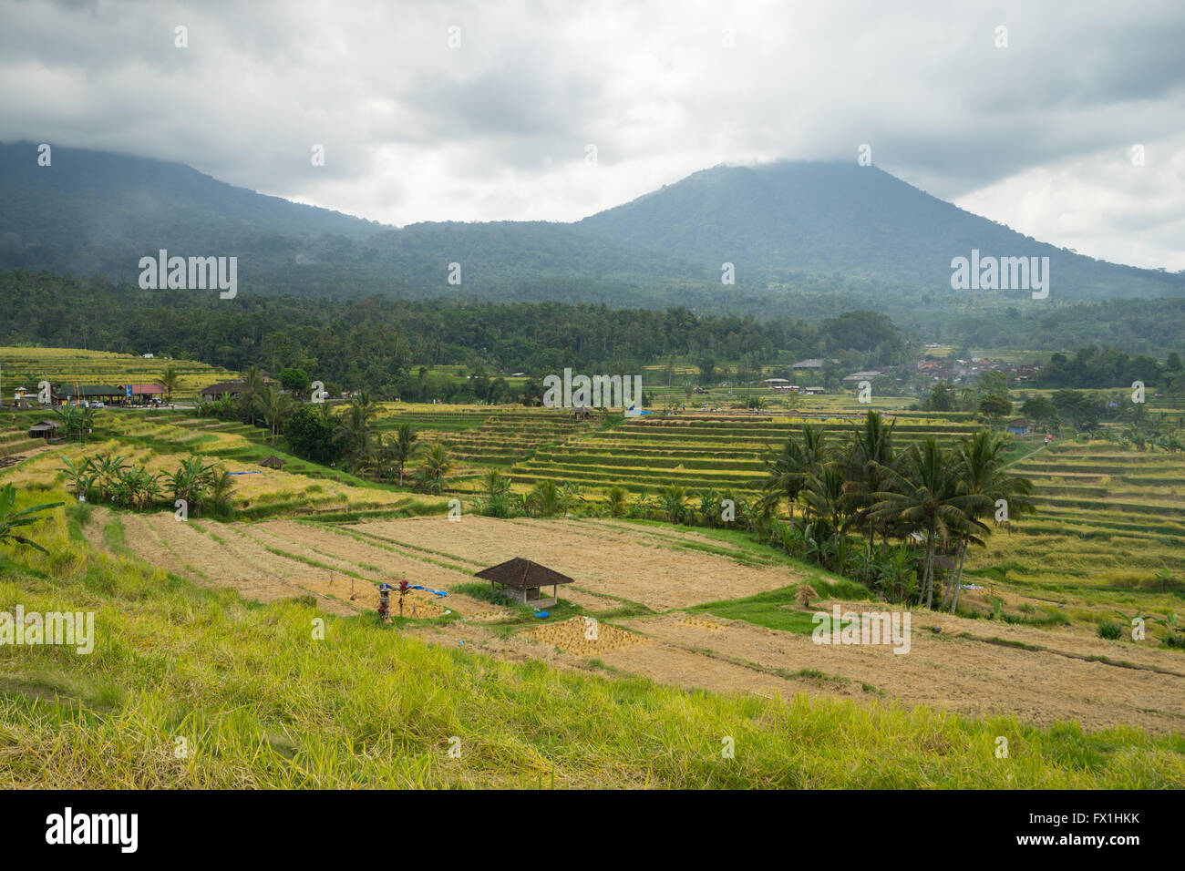 View of paddy fields Stock Photo - Alamy