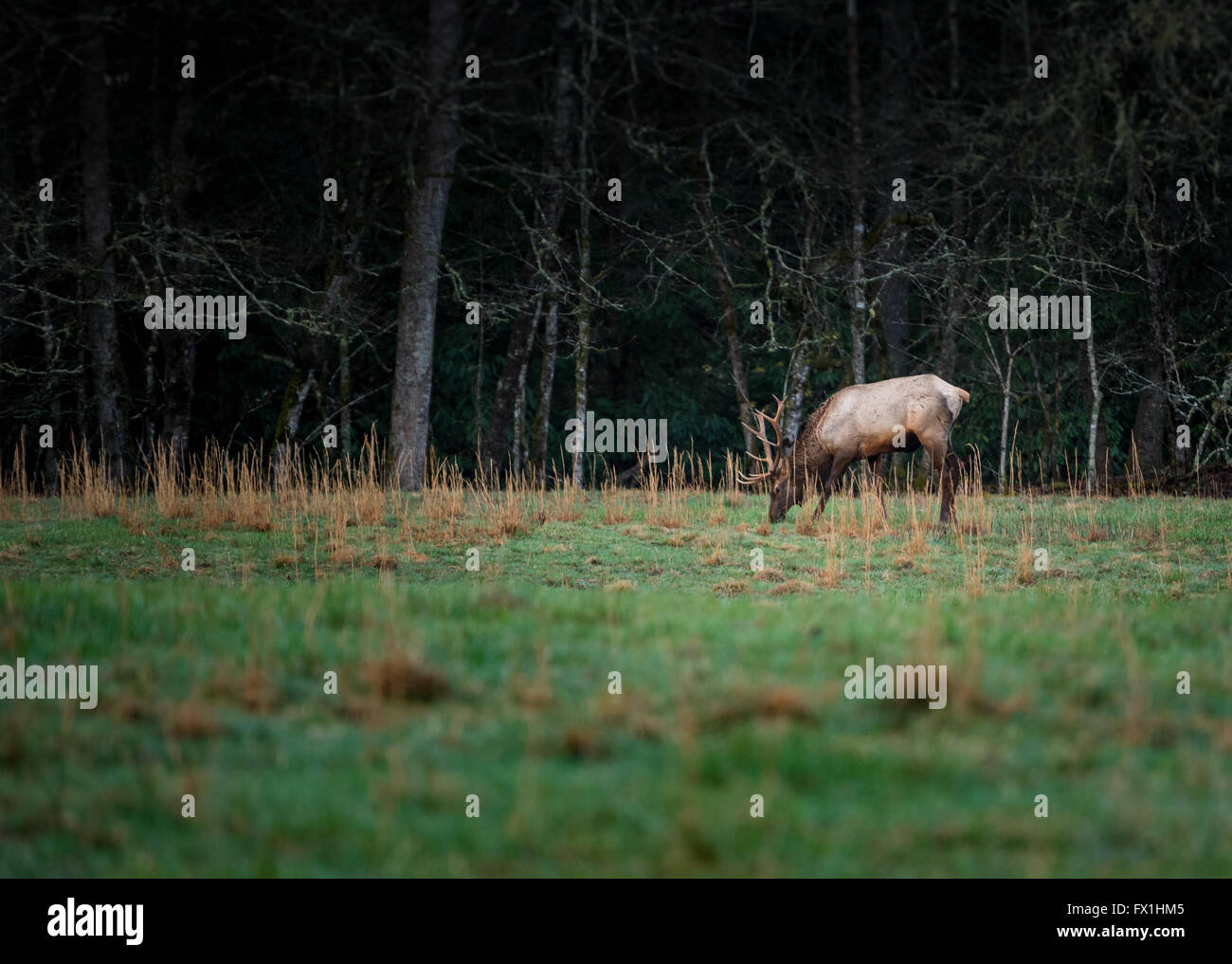 Bull Elk Eating Grass in Early Spring in Cataloochee Valley Stock Photo ...