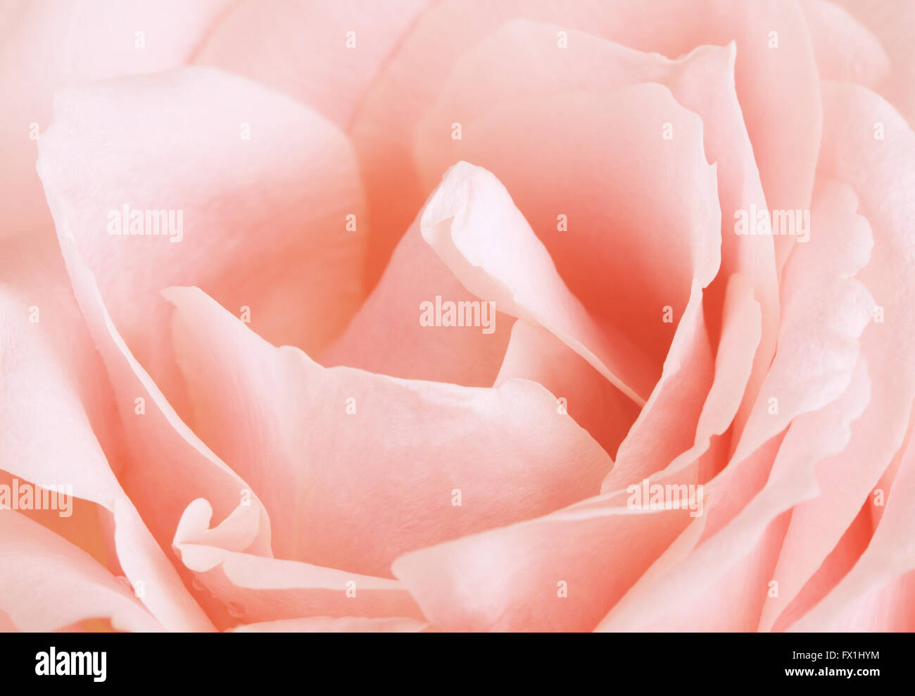 Rose flower background hi-res stock photography and images - Alamy