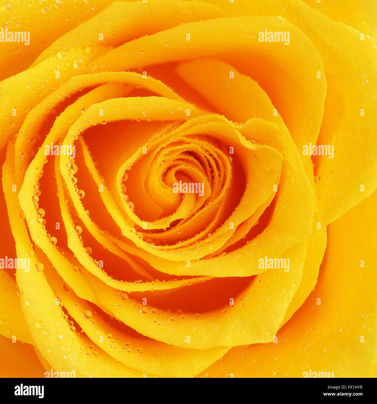 single yellow rose flower background, close up Stock Photo - Alamy