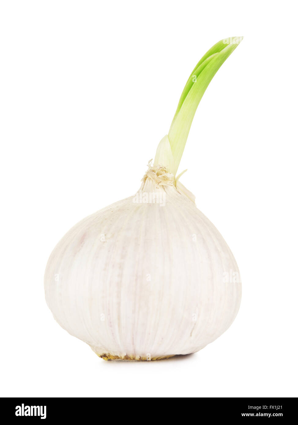 sprouting chinese solo garlic, isolated on white background Stock Photo ...