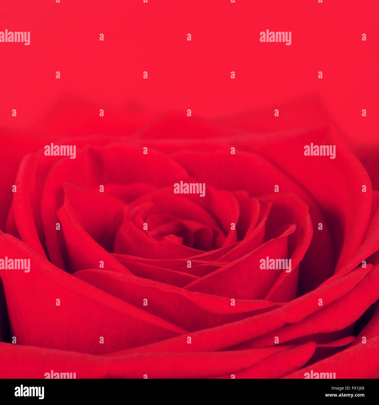 single red rose flower, on same color background, macro Stock Photo - Alamy