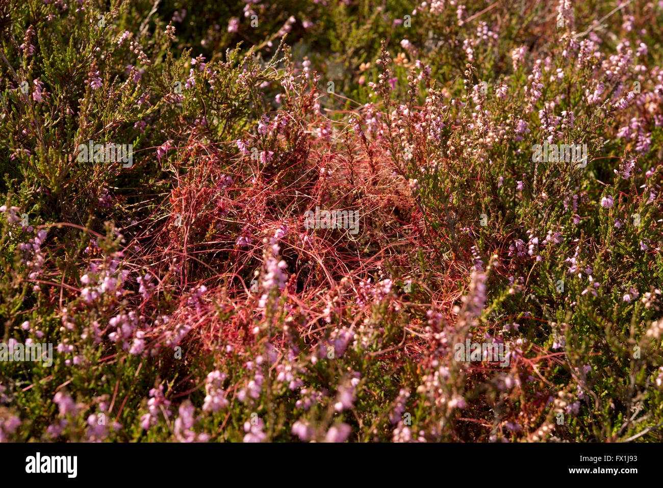 Dodder hi-res stock photography and images - Alamy
