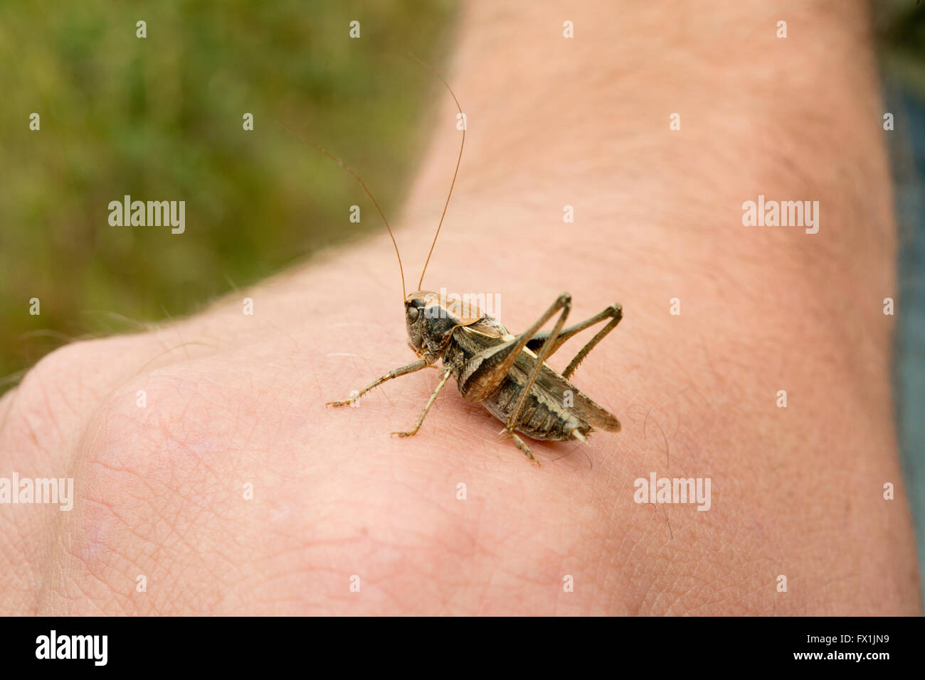 Cricket male insect wings hi-res stock photography and images - Alamy