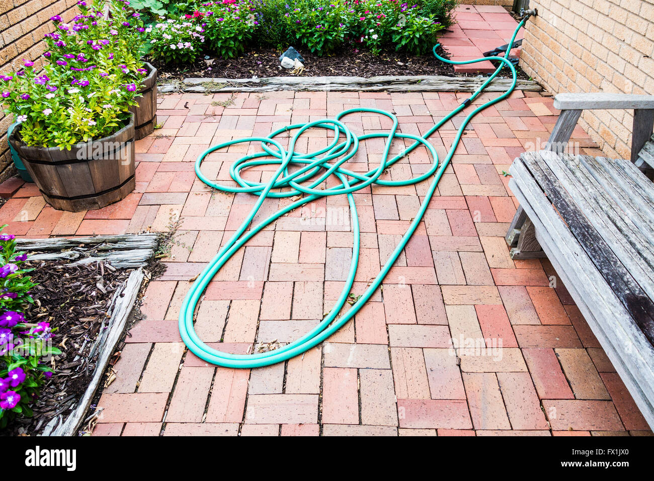 Hose in hose flowers hi-res stock photography and images - Alamy