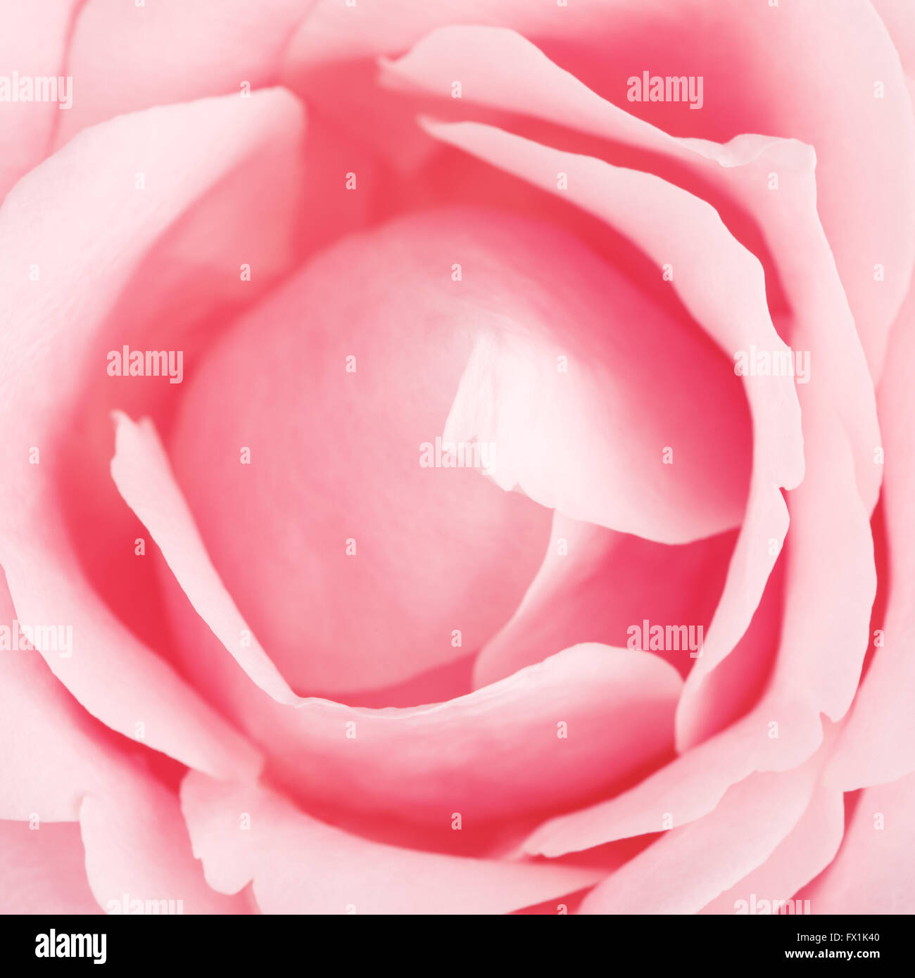 Rose flower background hi-res stock photography and images - Alamy
