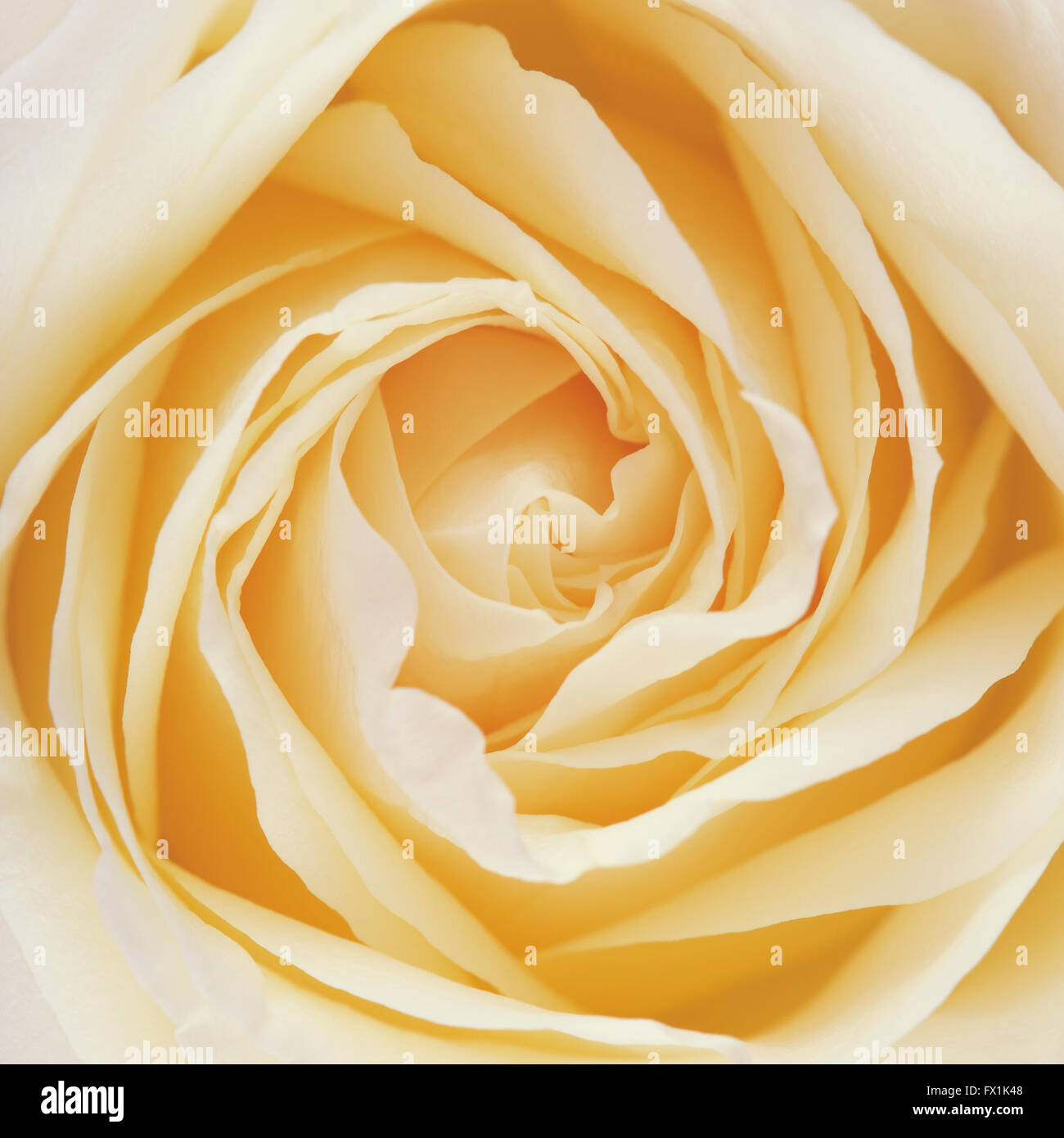 cream rose flower petals, close up background Stock Photo - Alamy