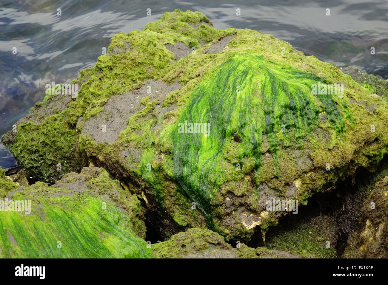 Rock covered with algae Stock Photo - Alamy