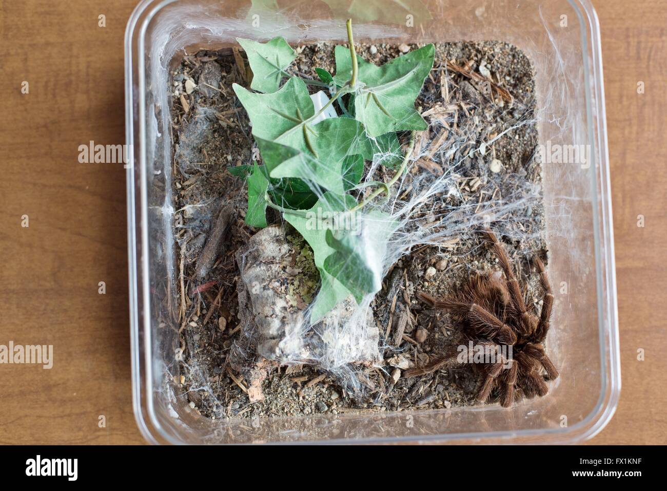 A brown tarantula spider in a container Stock Photo - Alamy