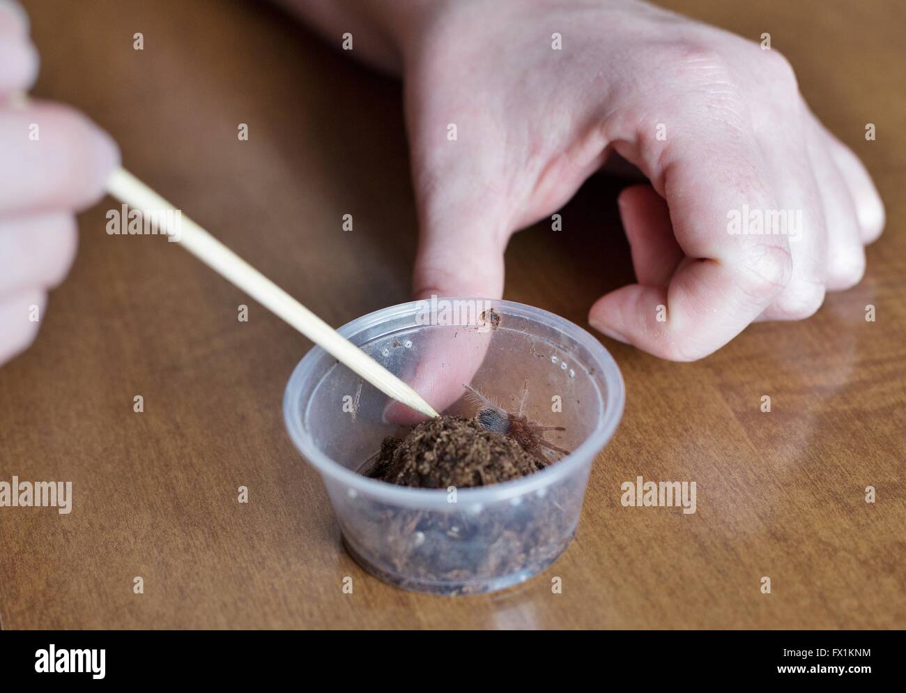 A captive baby tarantula spider Stock Photo - Alamy
