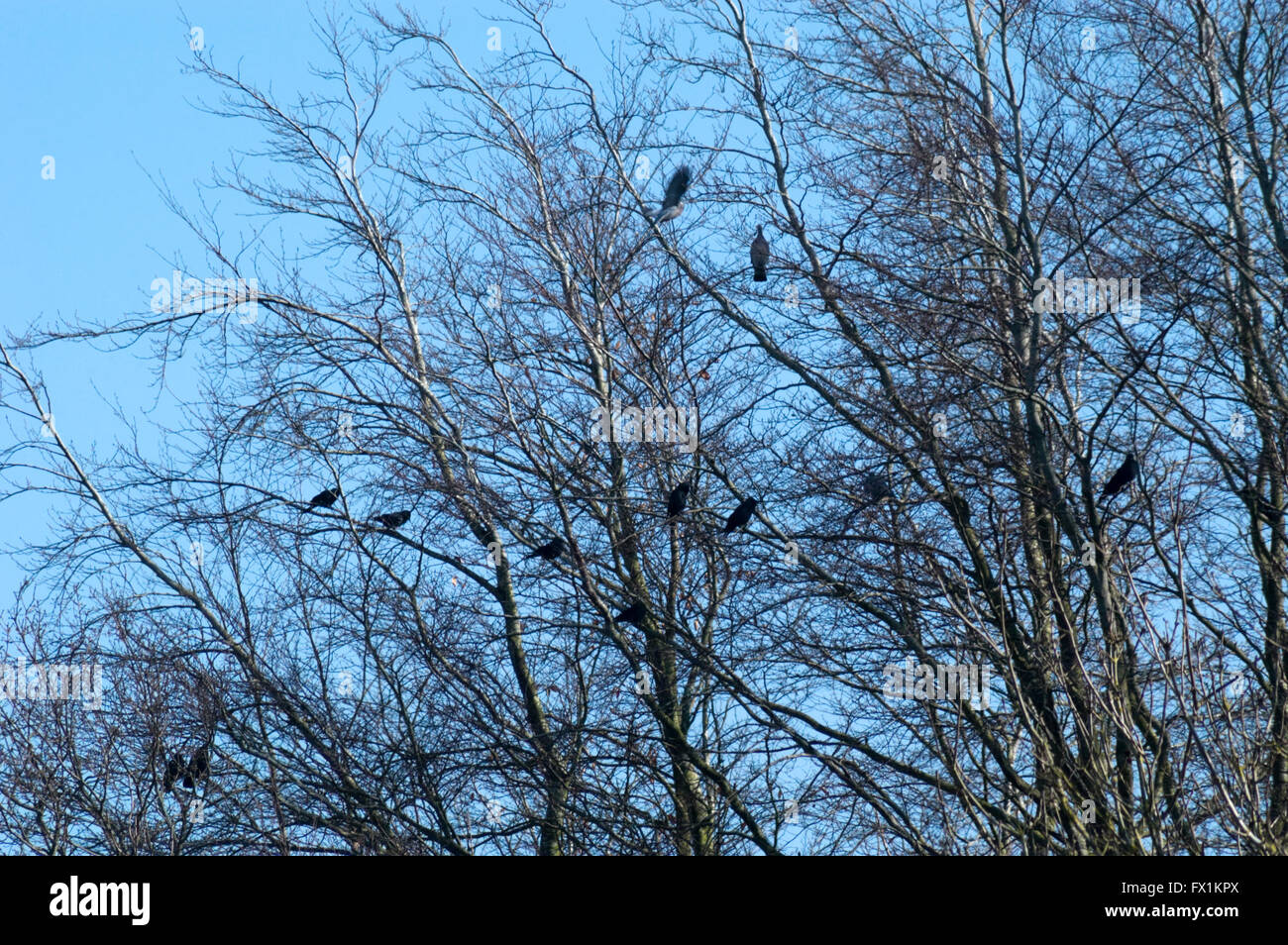 Crows in Trees (Corvus Stock Photo - Alamy