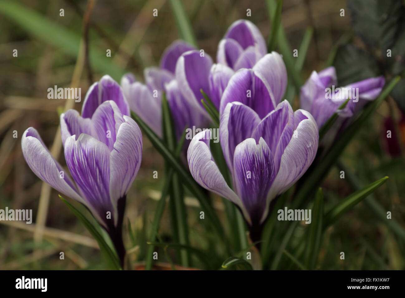 Corms Stock Photos & Corms Stock Images - Alamy