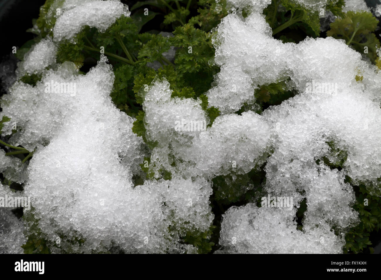 Apigenin hi-res stock photography and images - Alamy
