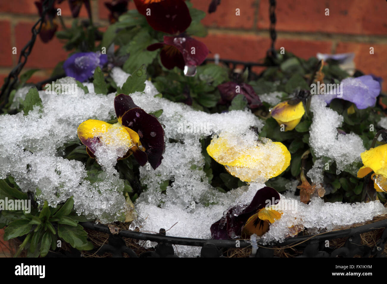 Pansies in snow hi-res stock photography and images - Alamy