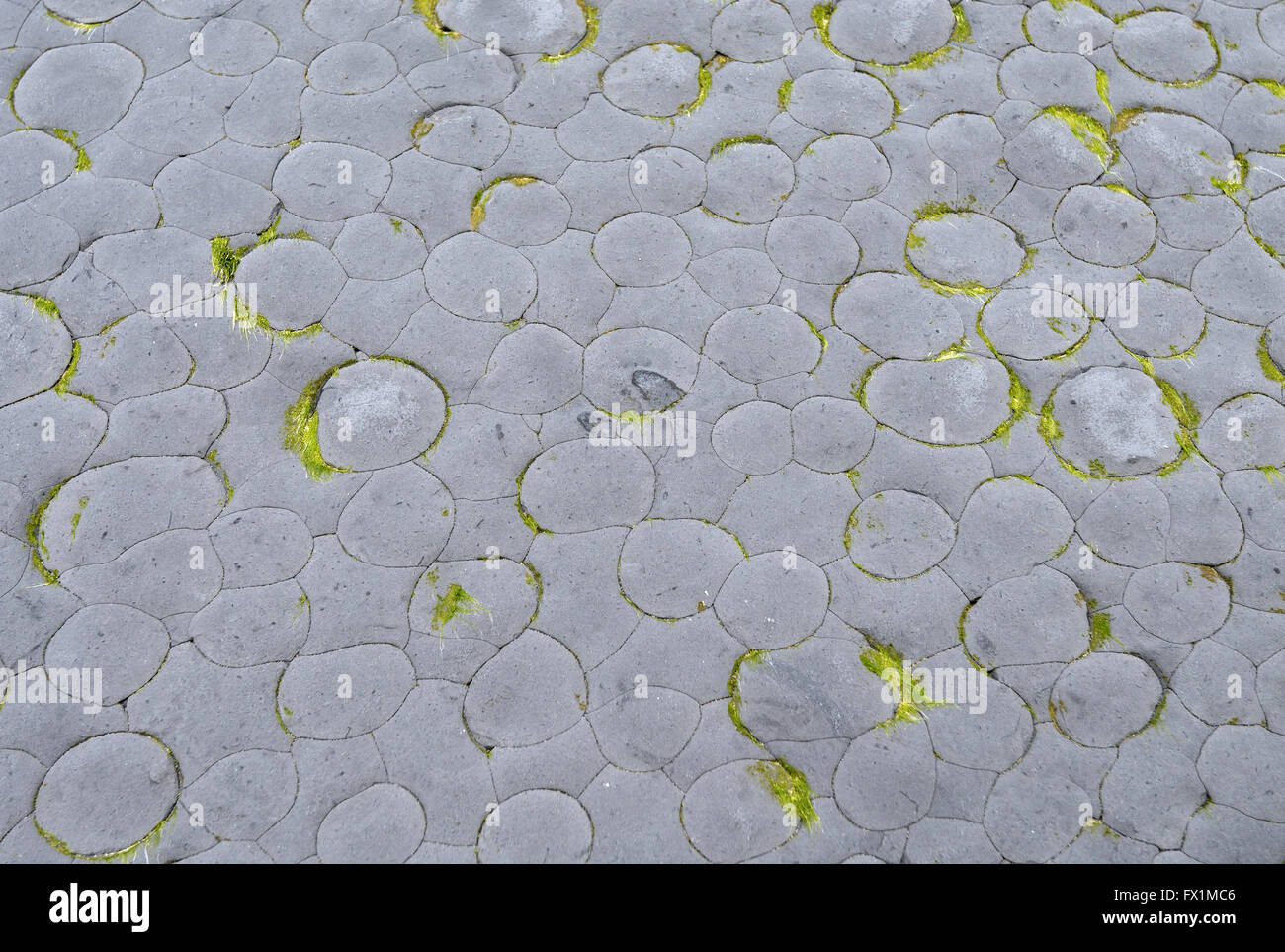 Mudstone rock on the East Beach in Lyme Regis in Dorset, England, UK ...