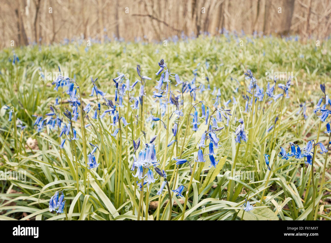 Early spring bluebells (Hyacinthoides non-scripta) in English woodland ...