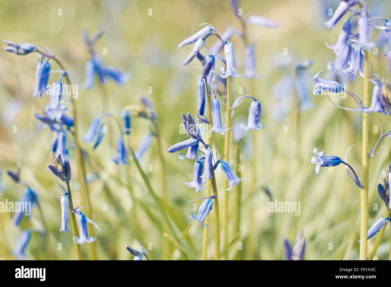 Early spring bluebells (Hyacinthoides non-scripta) in English woodland ...