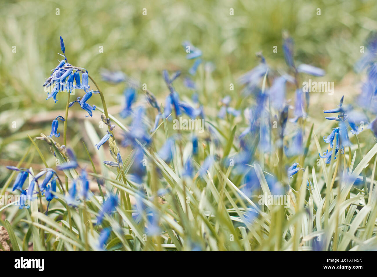Early spring bluebells (Hyacinthoides non-scripta) in English woodland ...