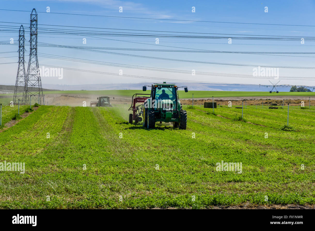Farmer driving a tractor an rake to prepare alfalfa hay for baling ...