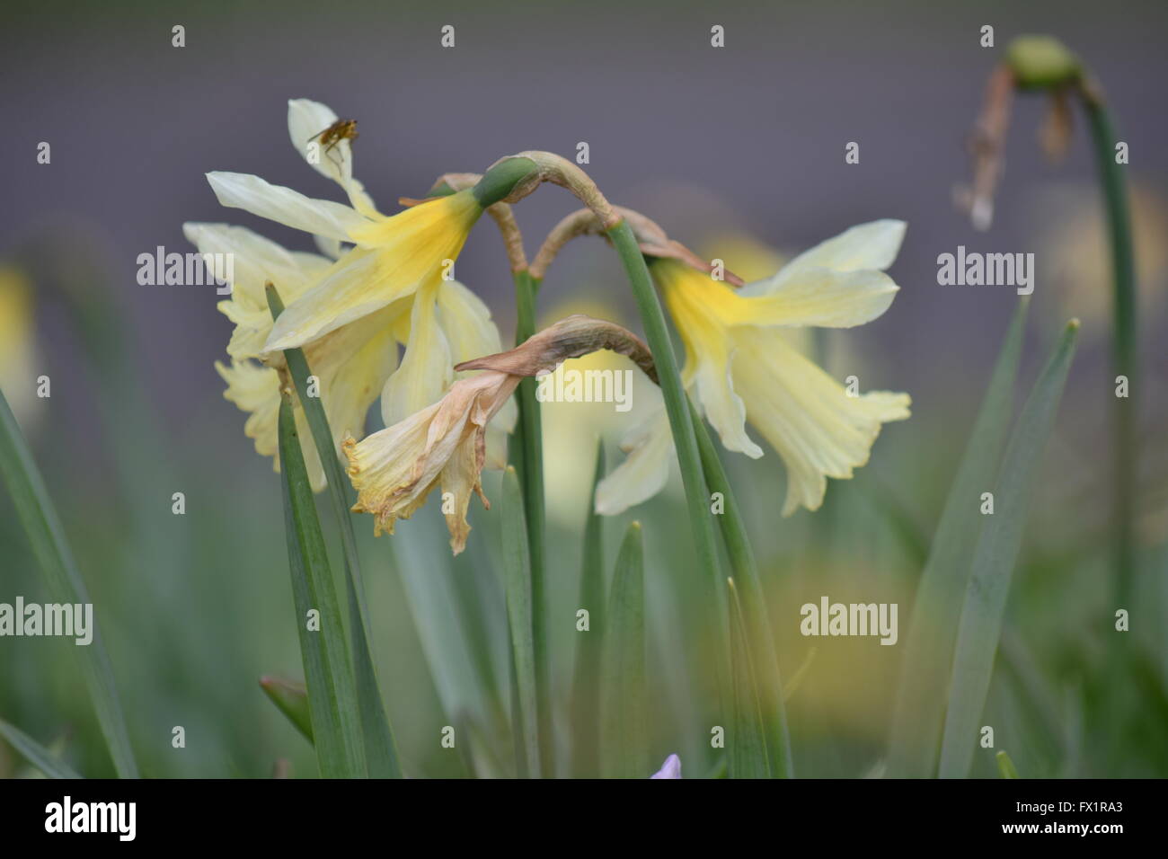 Old daffodils hi-res stock photography and images - Alamy