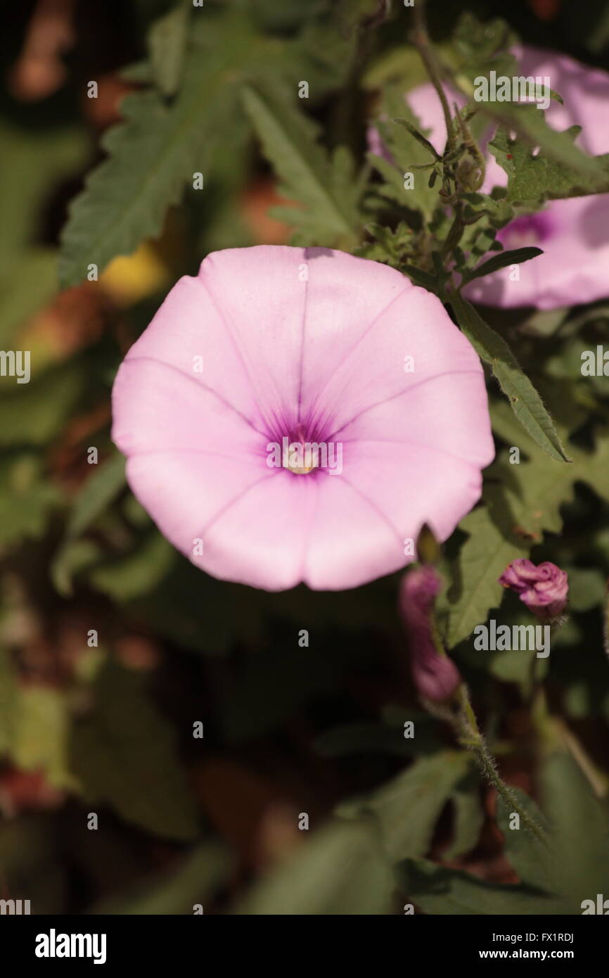 Tertiary period hi-res stock photography and images - Alamy